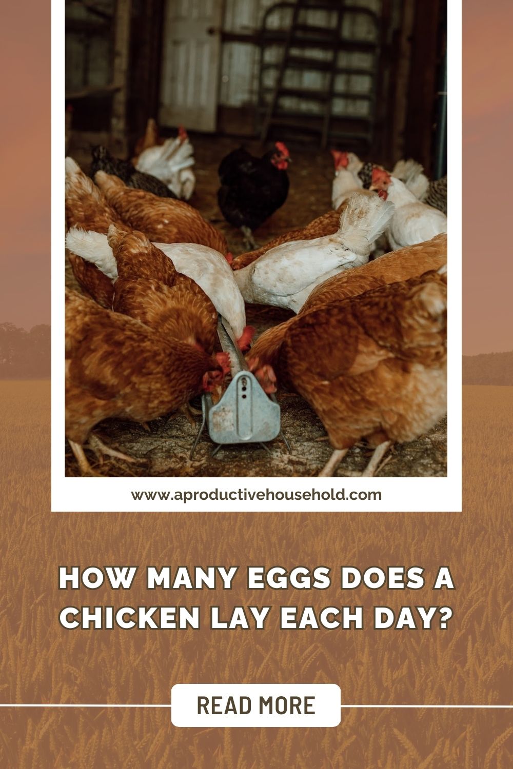Do All Chickens Lay Eggs? How Age, Breed, & Health Impact Production ...