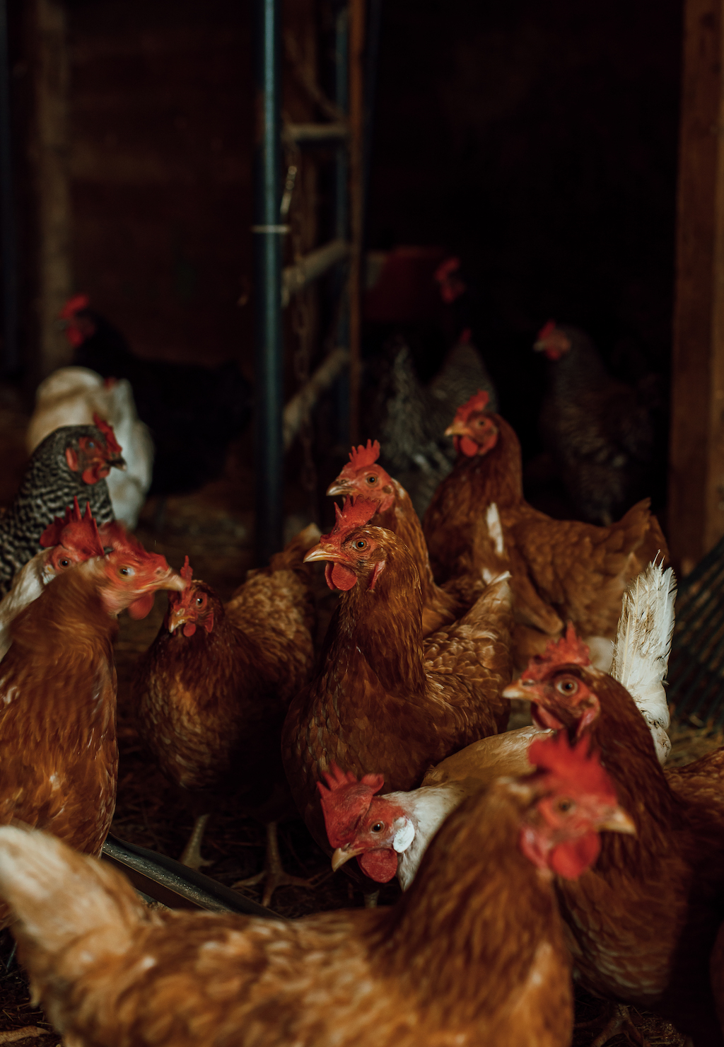 Do All Chickens Lay Eggs? How Age, Breed, & Health Impact Production ...
