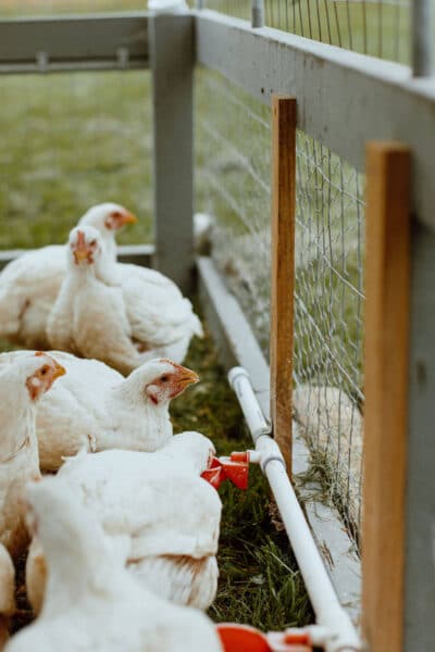 How to Make a Gravity DIY Chicken Waterer with PVC - A Productive Household