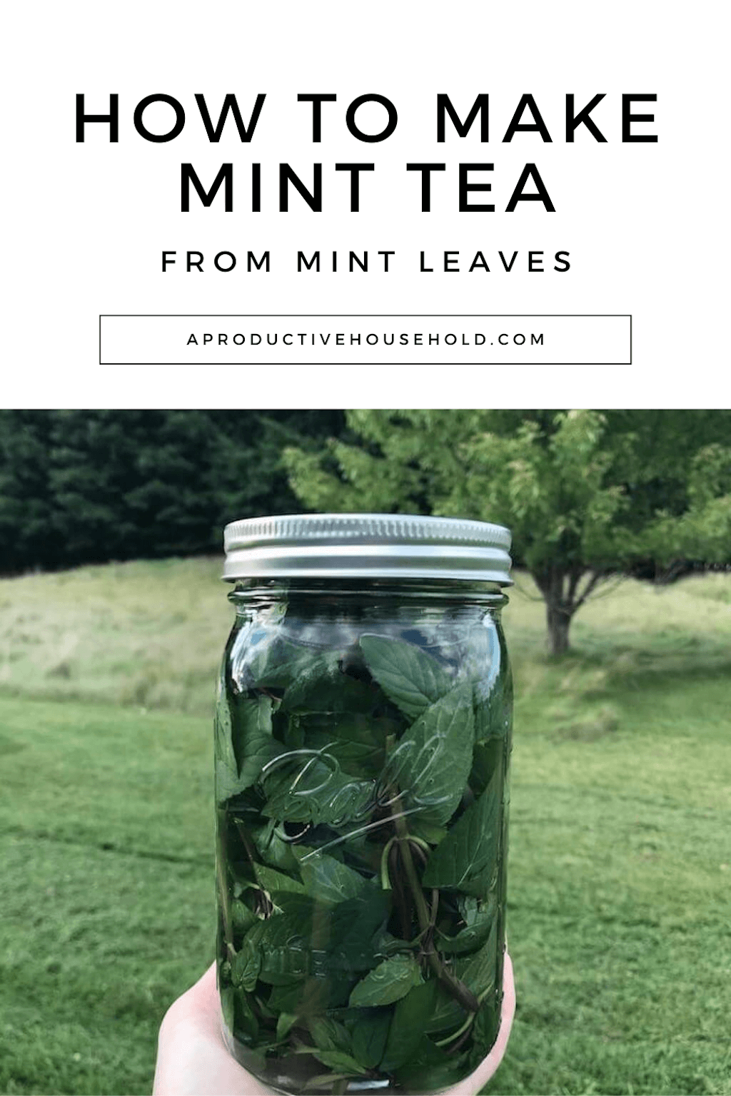 How To Make Your Own Mint Tea With Fresh Mint - A Productive Household