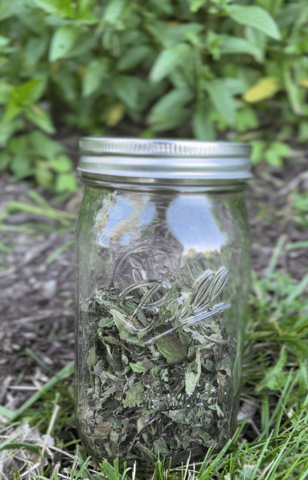How to Dry Mint Leaves for Tea - 4 Easy Methods - A Productive Household