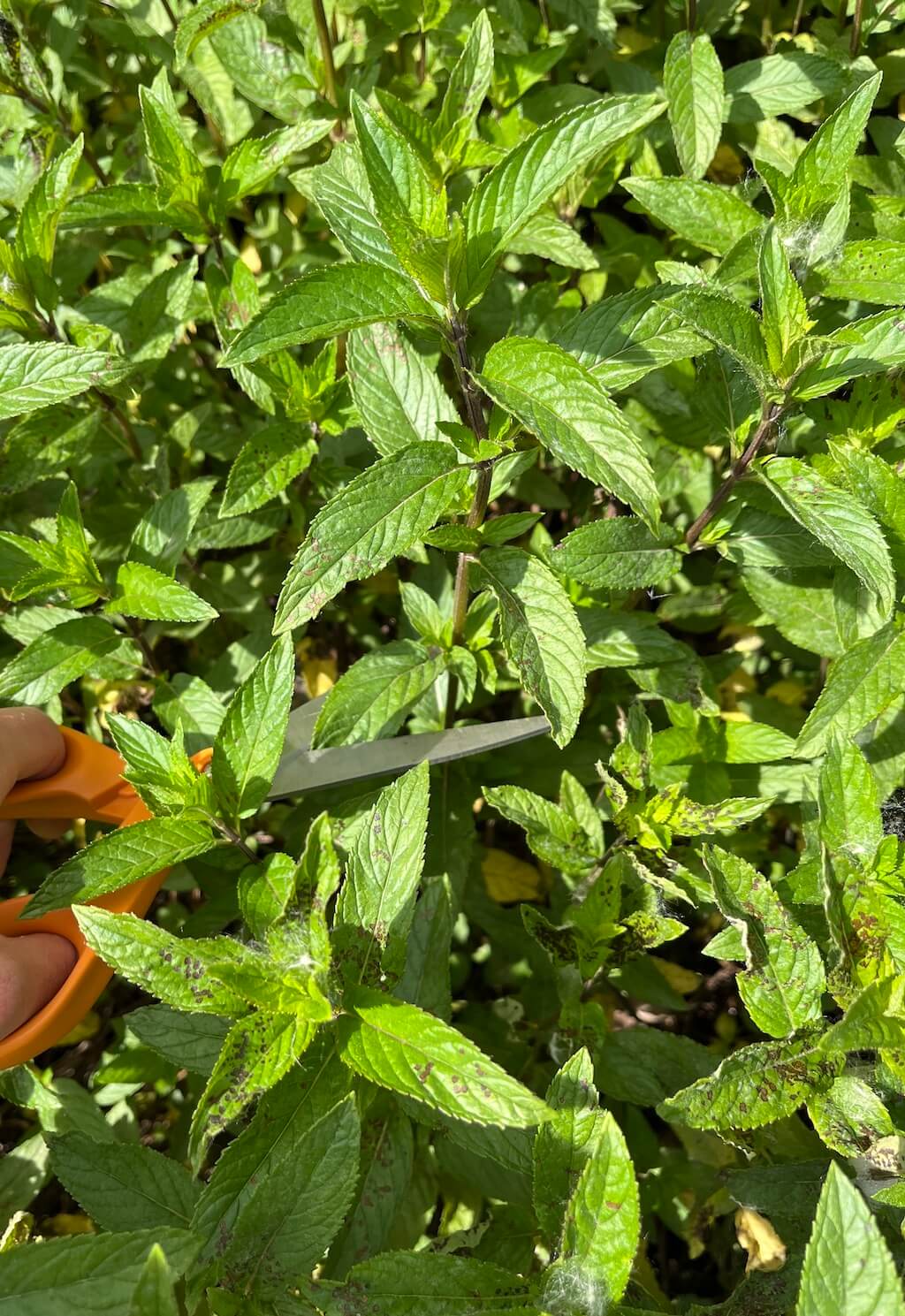 Dried Mint Tea Recipe - How to Make Tea from Loose Mint Leaves - A ...