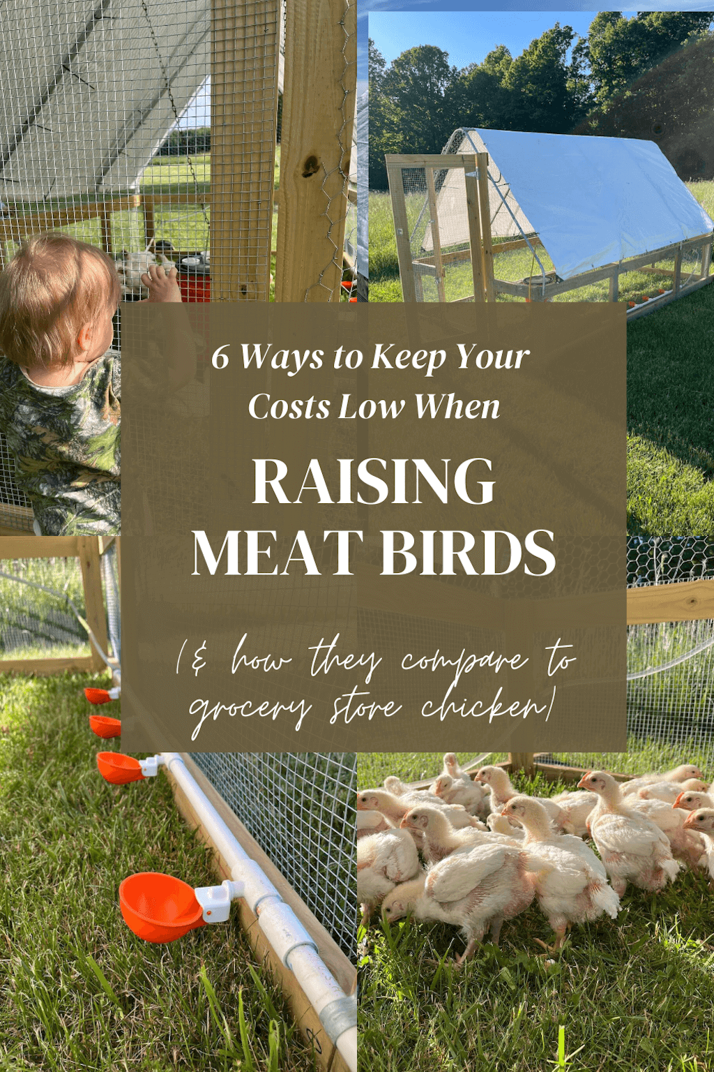 Cornish Cross Broilers - 6 Ways to Keep Your Meat Cost Low - A ...