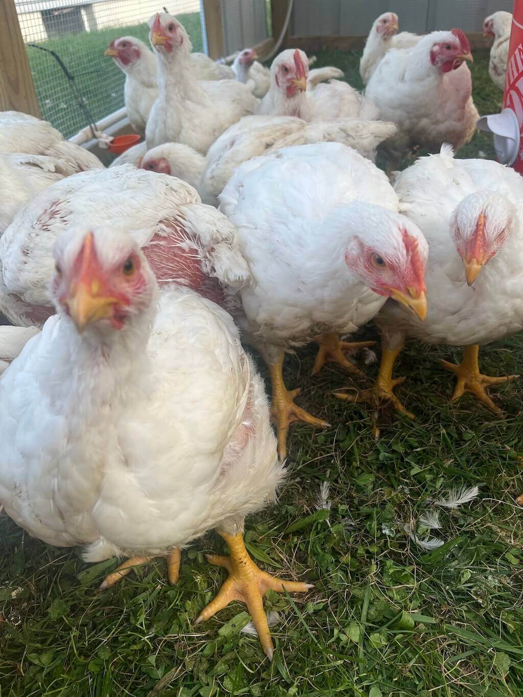 Cornish Cross Broilers - 6 Ways to Keep Your Meat Cost Low - A Productive Household