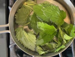 How to Make Nettle Tea - Recipe + Health Benefits of Nettles - A ...
