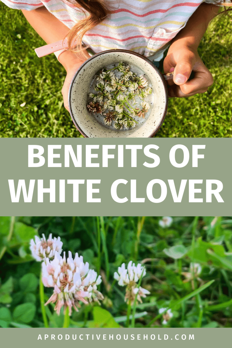 Benefits of White Clover - Plus Easy Teas and Other Uses - A Productive ...