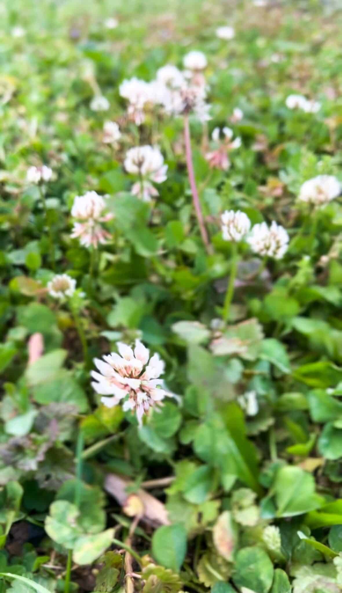 Benefits of White Clover - Plus Easy Teas and Other Uses - A Productive ...