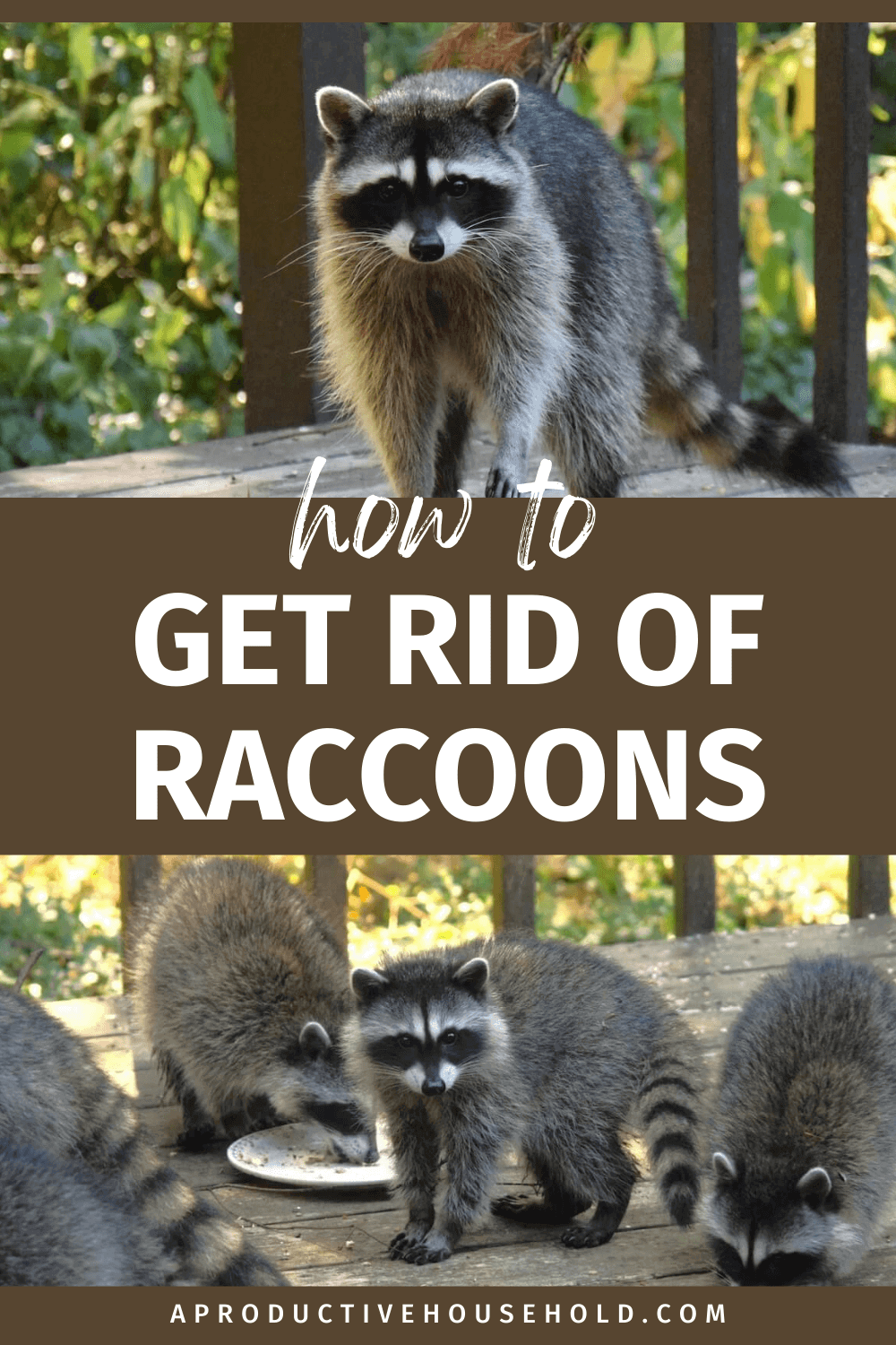 How to Get Rid of Raccoons - 10 Tips to Keep Them Away - A Productive ...